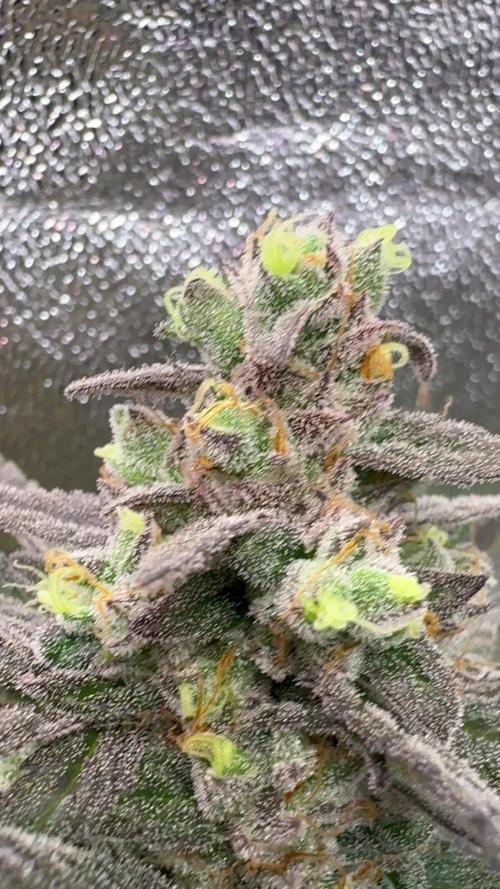 Lemon Cherry Gelato Cannabis Strain Information - GrowDiaries