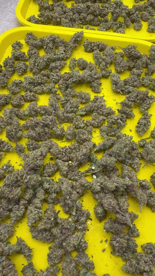Lemon Cherry Gelato Cannabis Strain Information - GrowDiaries