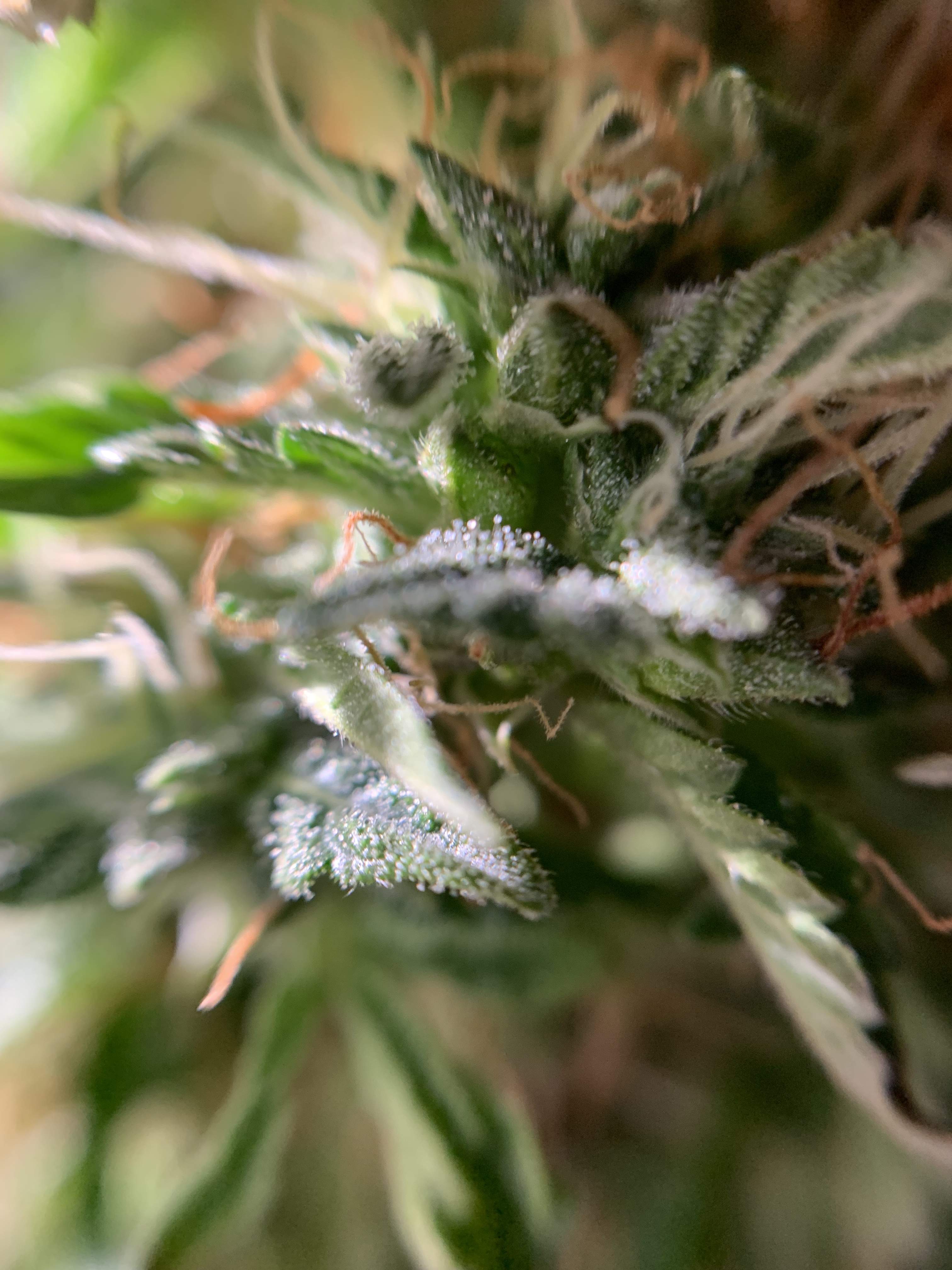 Growers Choice Seeds Critical Purple Autoflowering grow diary (journal ...