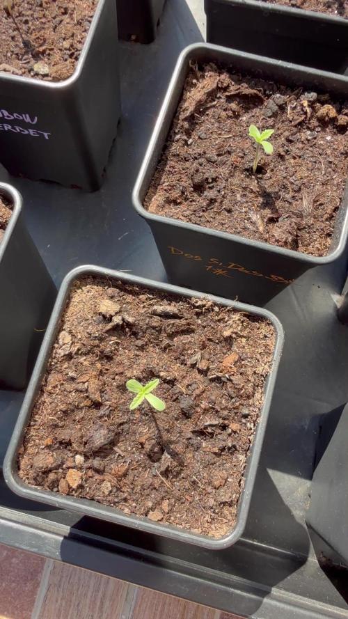 Cherry Poppers Cannabis Strain Information - GrowDiaries