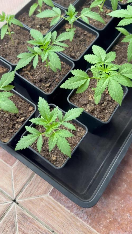 Cherry Poppers Cannabis Strain Information - GrowDiaries
