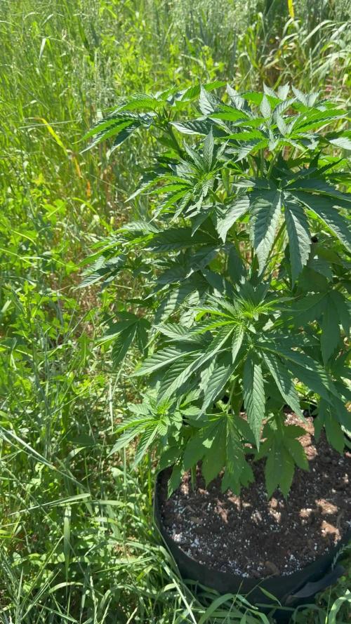 Cherry Poppers Cannabis Strain Information - GrowDiaries