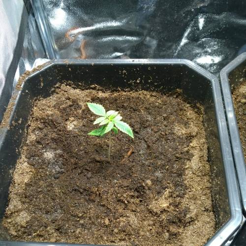 Green House Seed Co. Super Lemon Haze Auto grow journal by LedGrower ...
