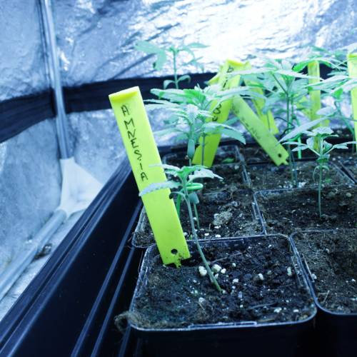 Super Strains Amnesia grow journal by strains_boy - GrowDiaries