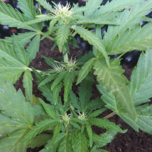 FastBuds West Coast O.G. Auto, FastBuds Rhino Ryder Auto grow diary ...