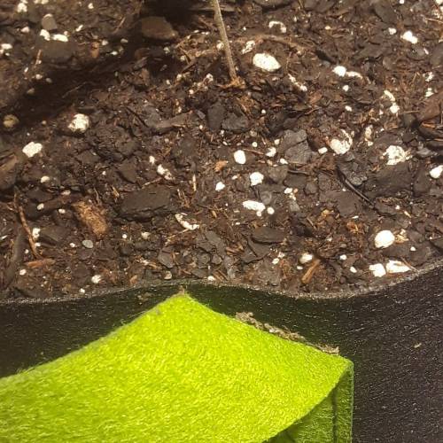 Dutch Passion Auto Duck grow journal by InfraredAlmondMilk - GrowDiaries