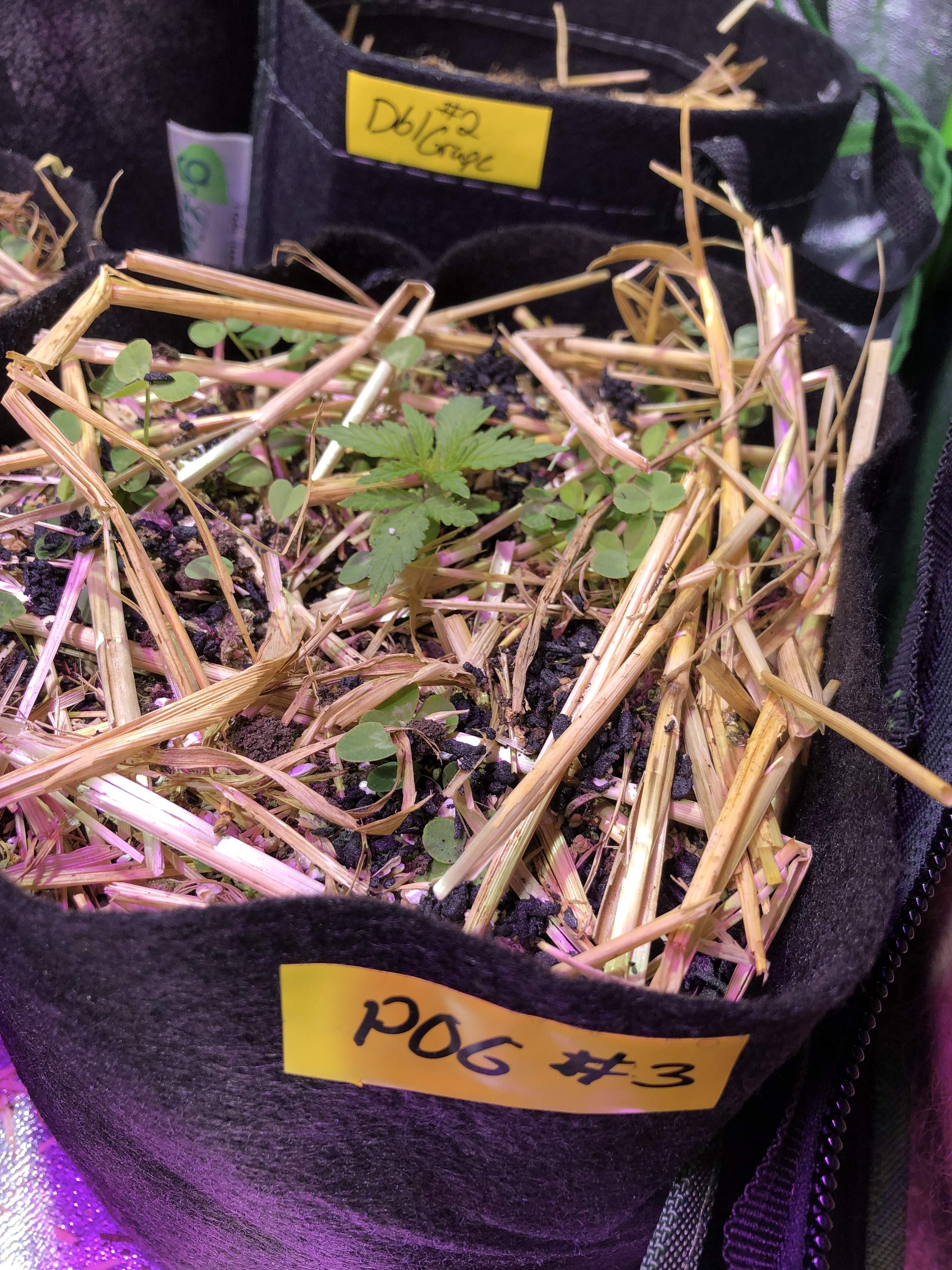 ETHOS Genetics Planet Of The Grapes grow diary (journal) week3 by ...