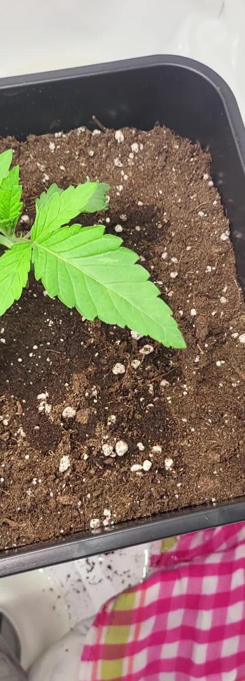 Sherbzooka Seeds by Wizard Trees - GrowDiaries