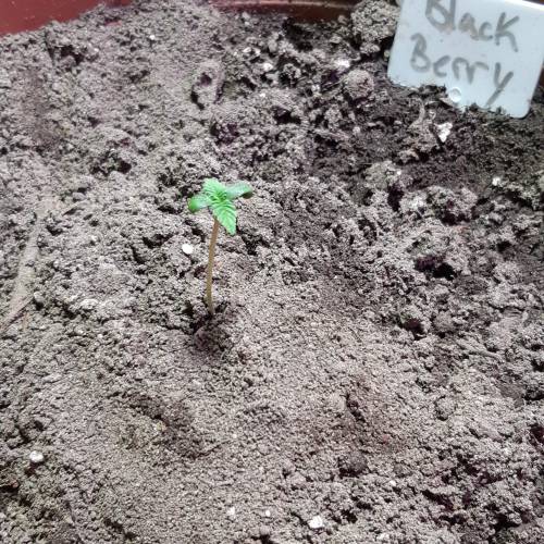 FastBuds Blackberry Auto, FastBuds Fastberry Auto, FastBuds LSD-25 Auto ...