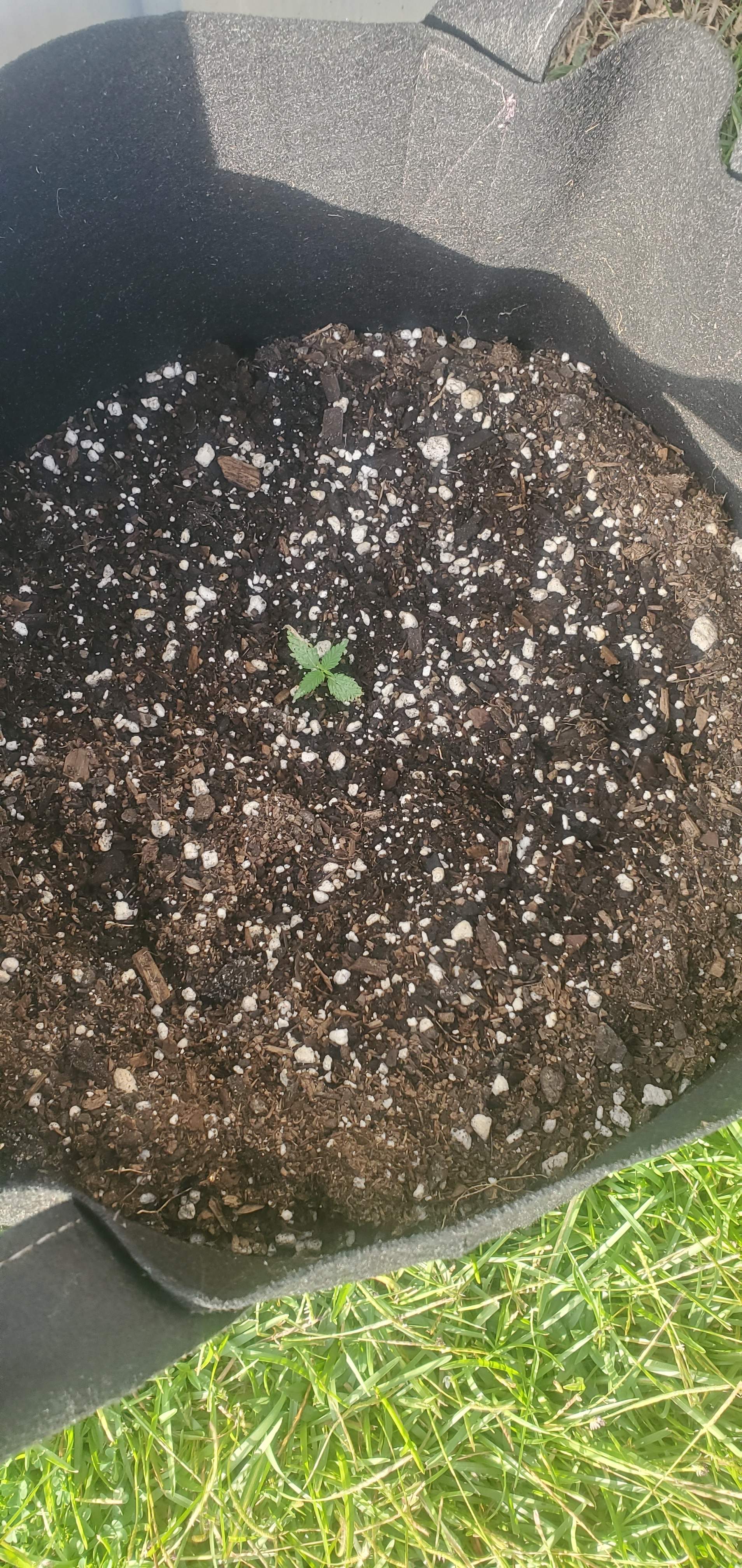 Crop King Seeds Lambs Breath Autoflower grow diary (journal) week3 by ...