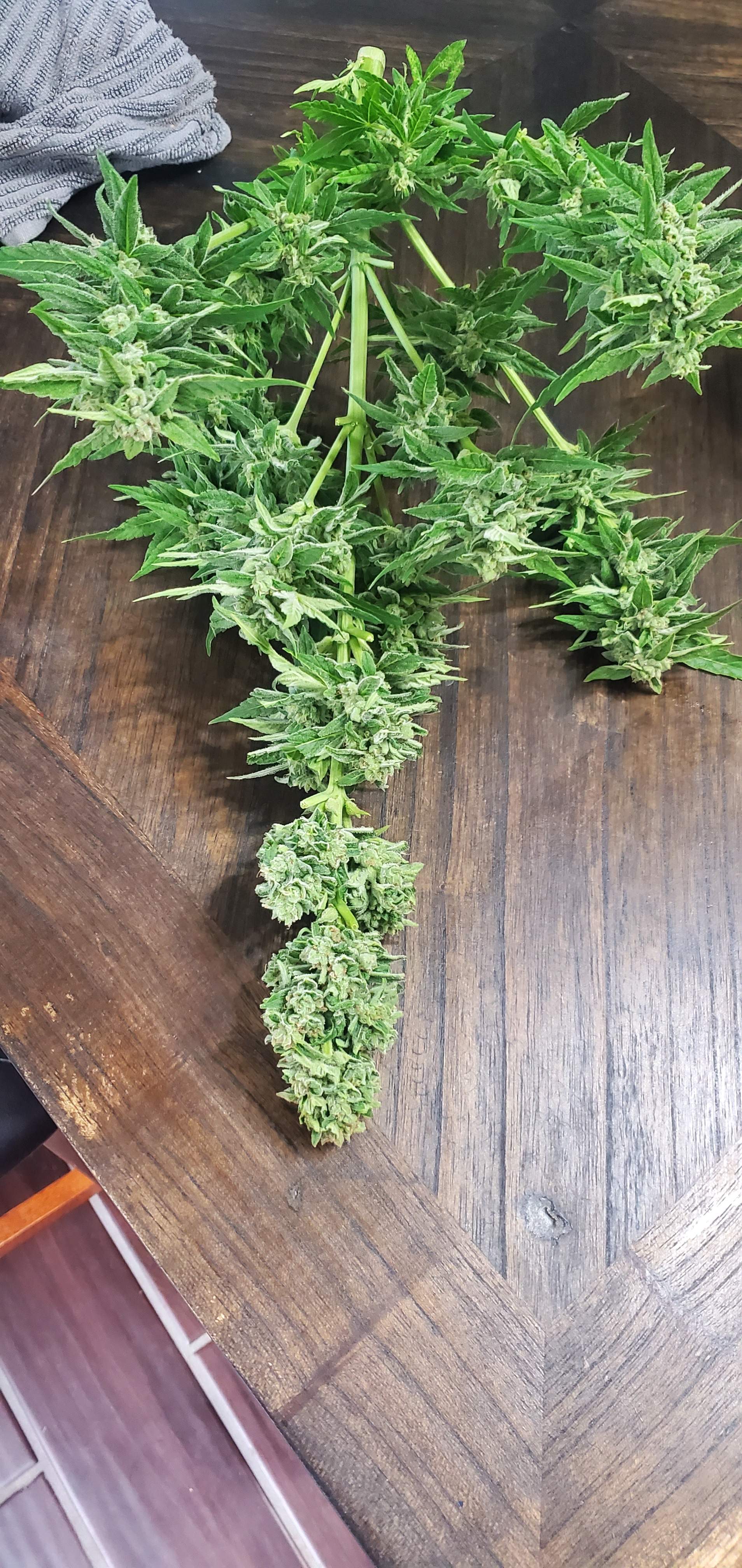 Joint Doctor Lowryder Chronic Ryder grow diary (journal) harvest7 by ...