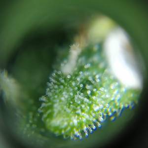 LSD Auto / Barney's Farm strain info - GrowDiaries