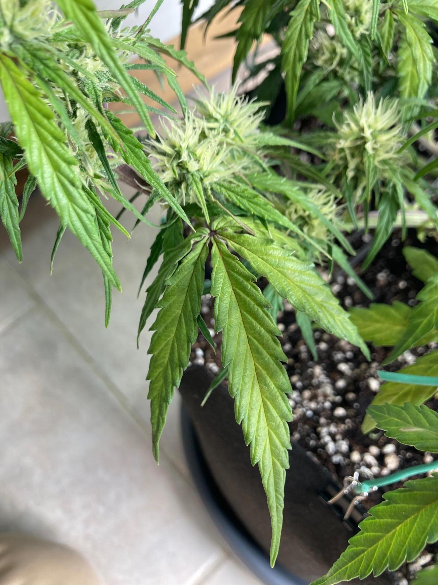 Bright hanging leaves grow question by farbey - GrowDiaries