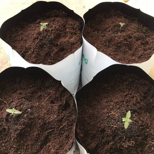 Fast Buds LSD-25 Auto grow journal by mightbe420 - GrowDiaries