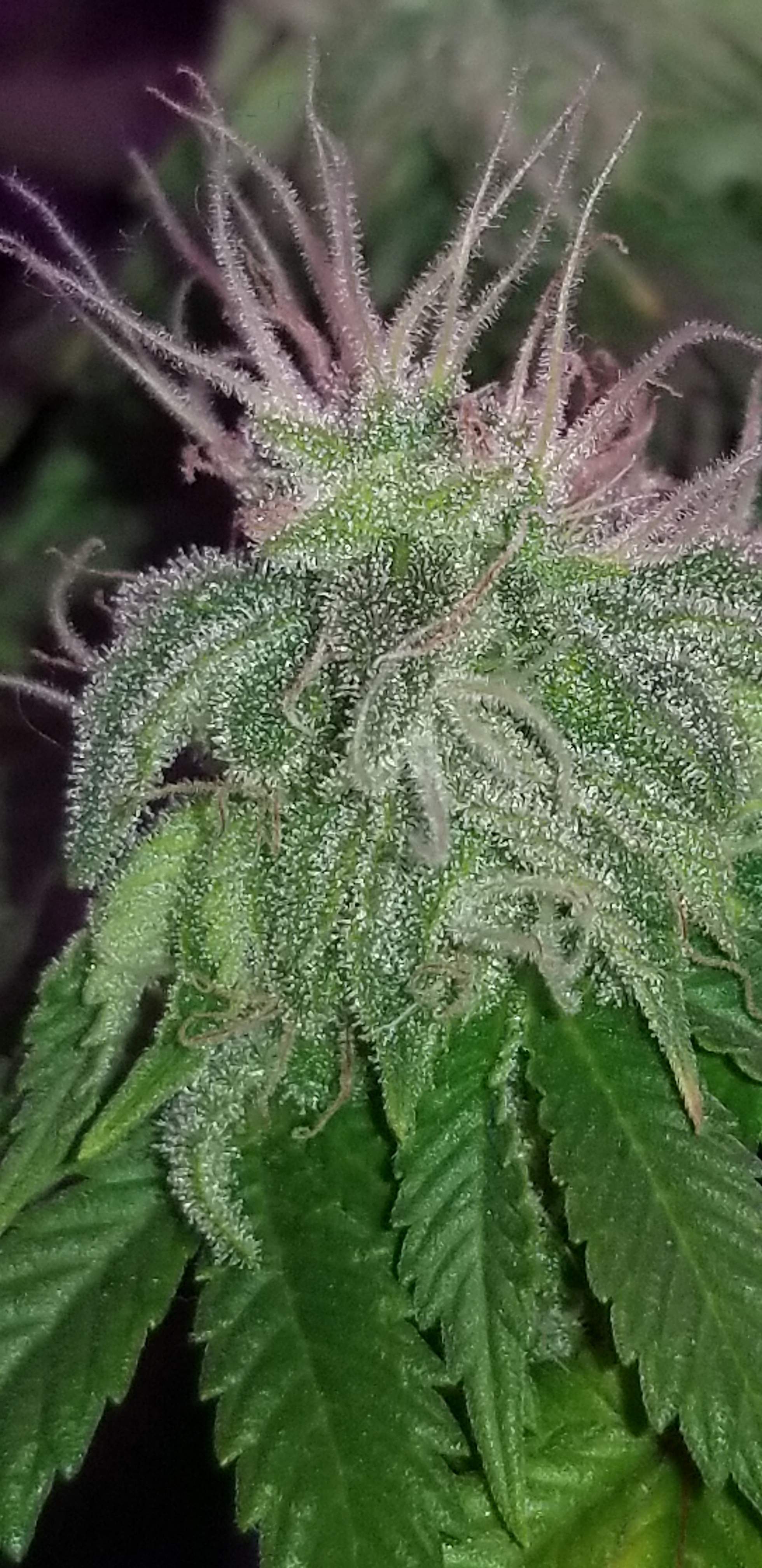 Humboldt Seed Organization Purple Trainwreck grow diary (journal ...