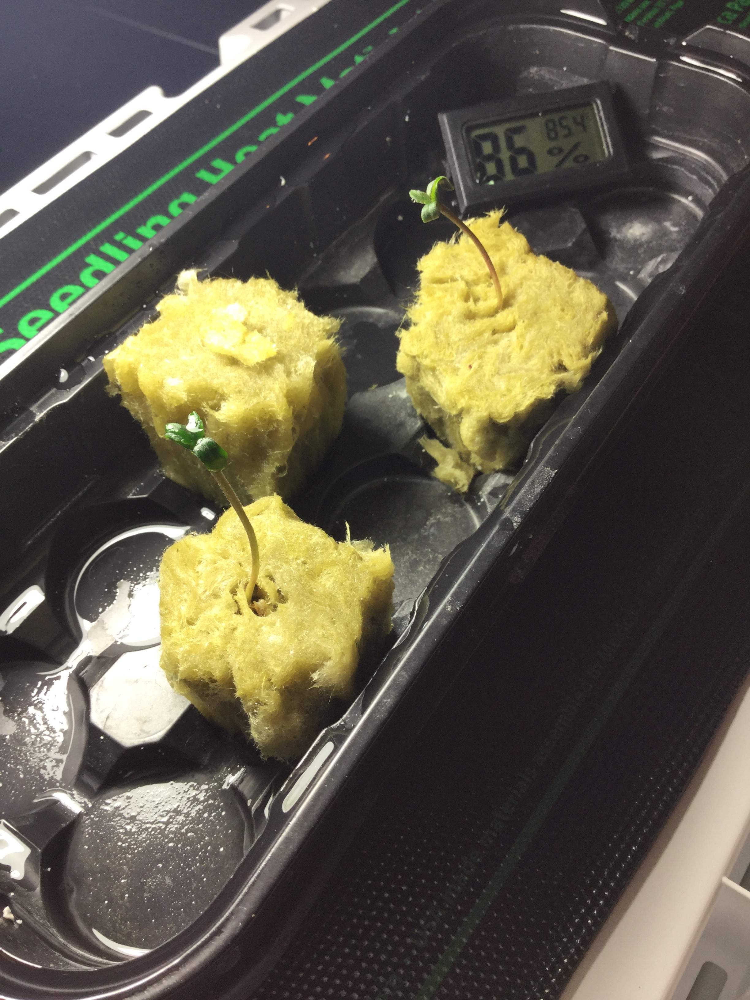 Dinafem White Widow XXL Auto grow diary (journal) week1 by HempyJoe ...