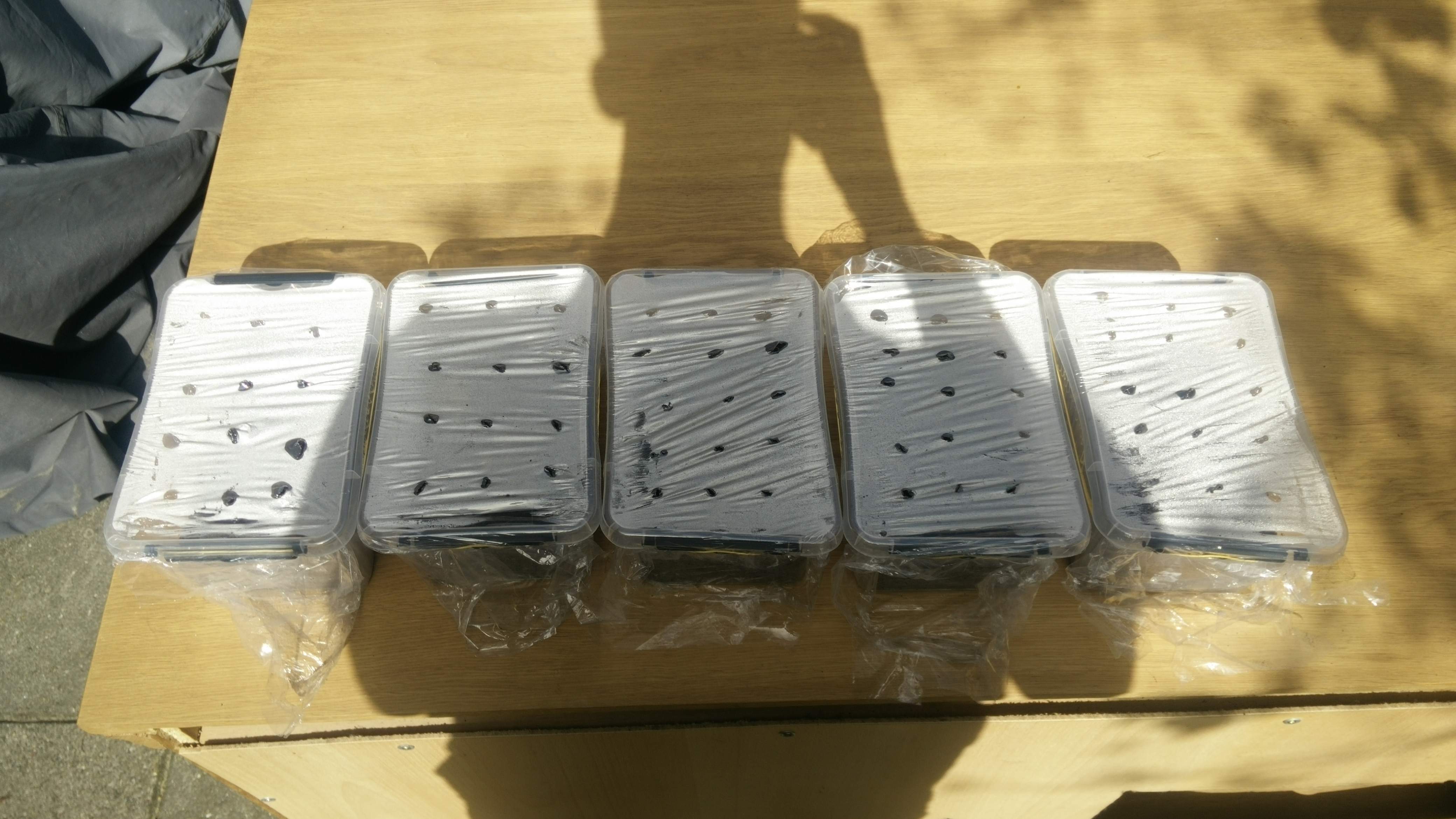 Growers Choice Seeds Bruce Banner III grow diary (journal) week1 by ...