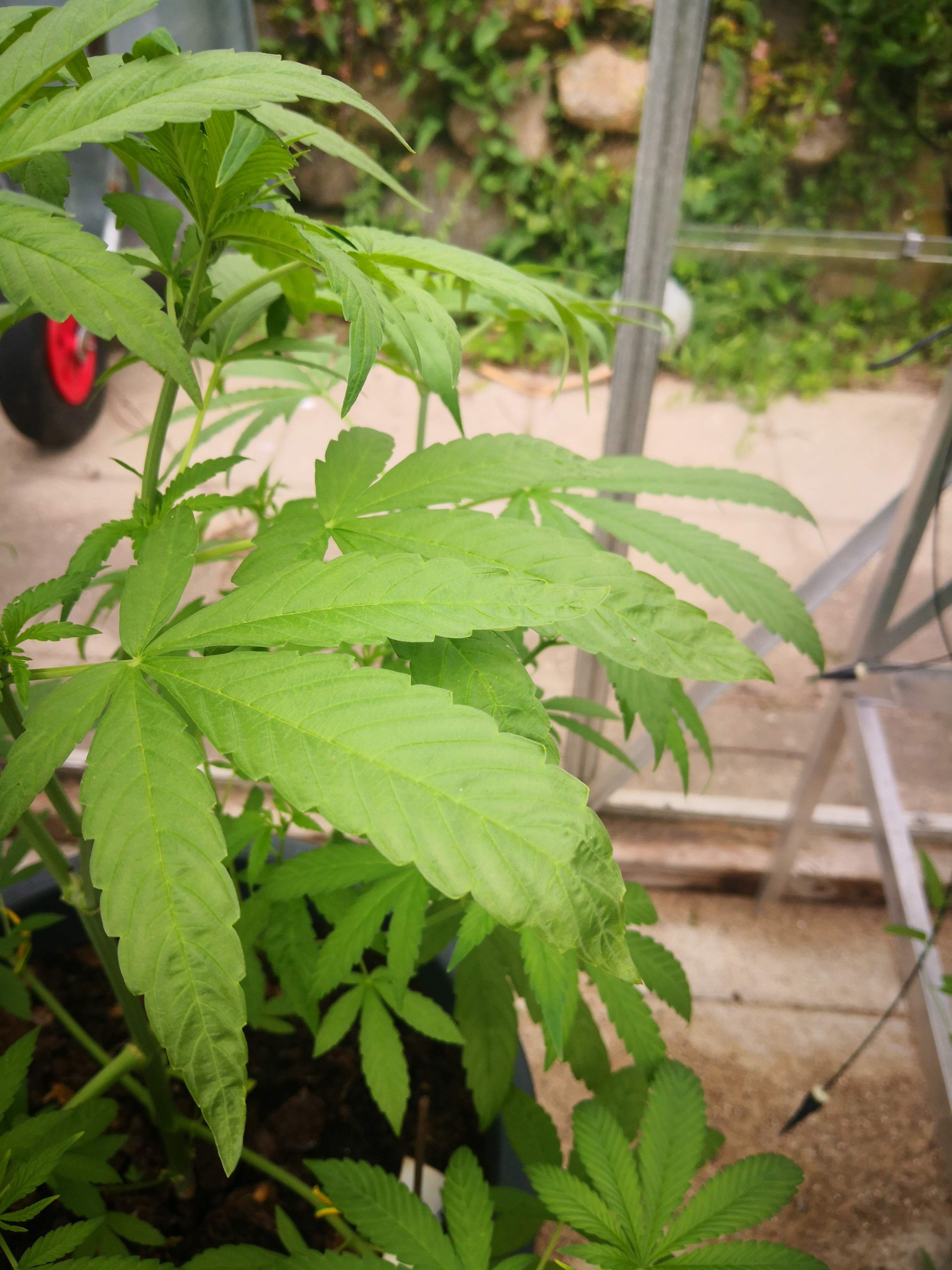 Humboldt Seed Organization Blue Dream, Barney's Farm LSD-Feminsed grow ...