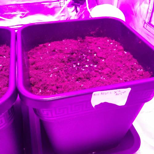 Sweet Seeds Big Devil XL Auto® grow journal by SkinnyJoe - GrowDiaries