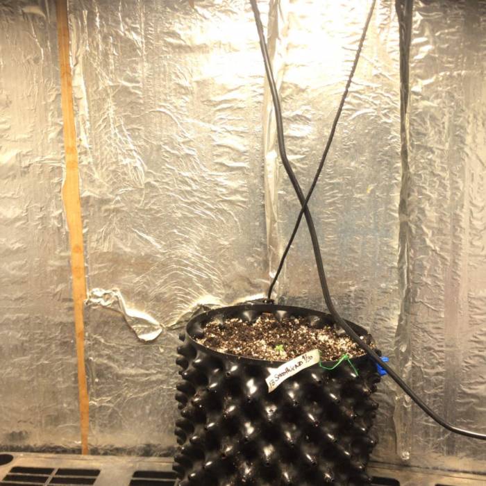 Smoothie auto by Fastbuds Genetics grow journal by Autoflower_Growers ...