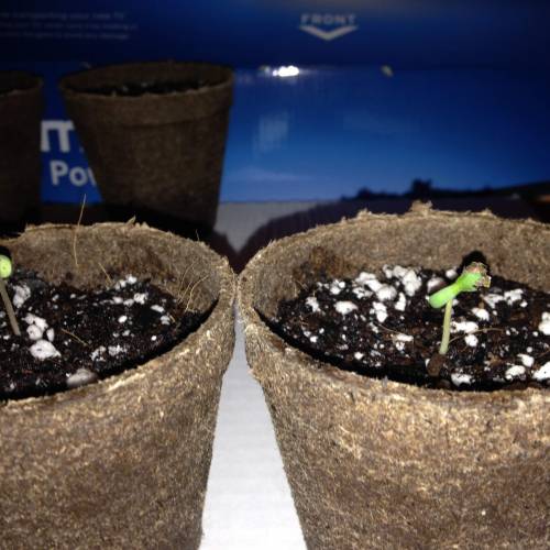 Critical Purple Autoflowering , Blueberry Autoflowering , Cheese ...