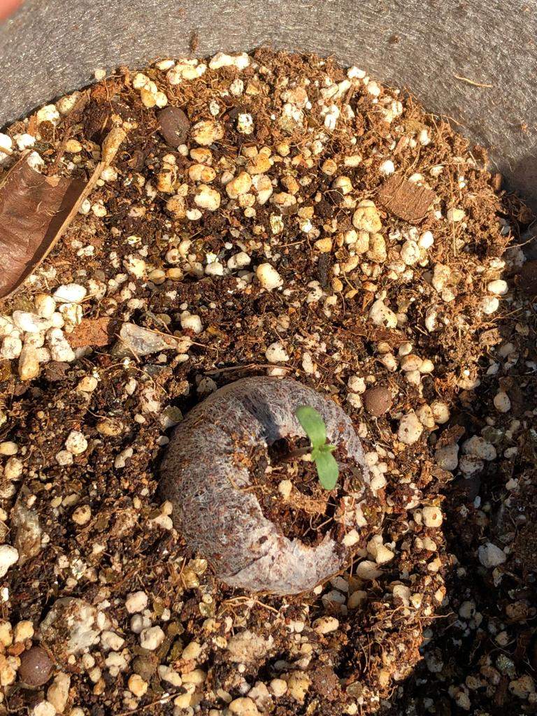 Dutch Passion CBD Charlotte’s Angel grow diary (journal) week1 by ...