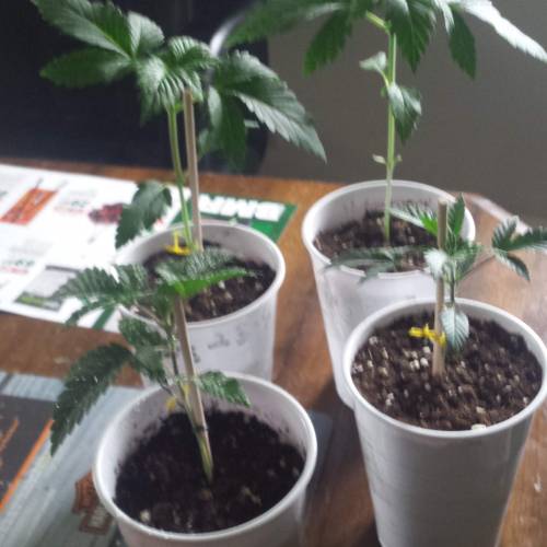 Tengie, Original glue, Nirvana BlackJack grow journal week2 by Adn1hd ...