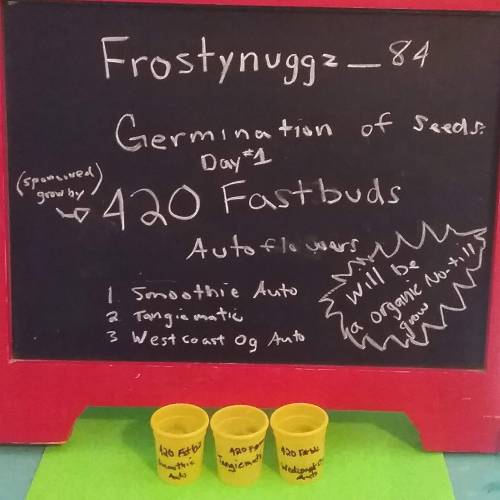 Smoothie Auto, Tangie Auto, West Coast O.G. Auto grow journal by ...