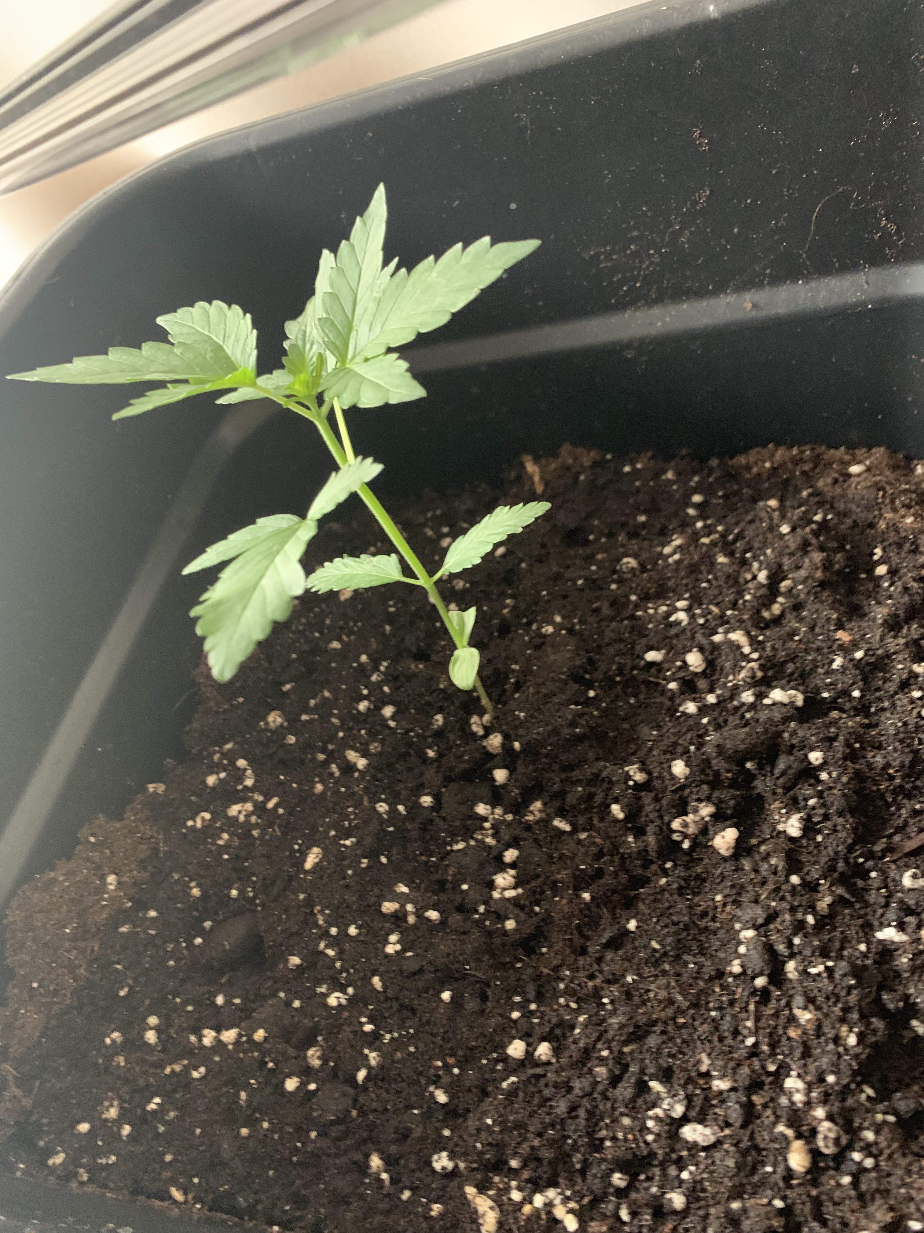 Royal Queen Seeds Royal Dwarf grow diary (journal) week3 by ...