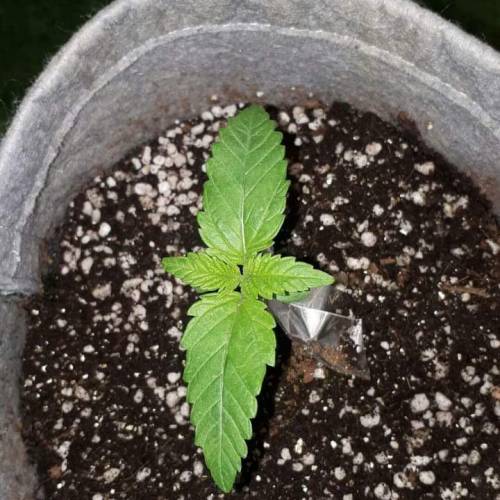 HomeandStoned Fems ExploGrow grow journal by homeandstoned - GrowDiaries