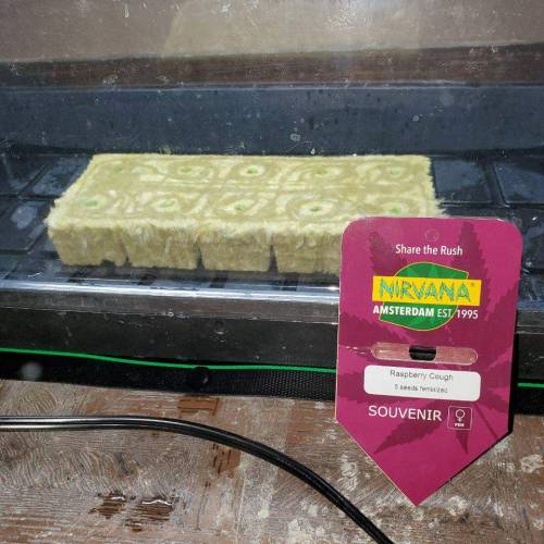 T2G1 - Raspberry Cough grow journal by Cpt_Gregorovich - GrowDiaries