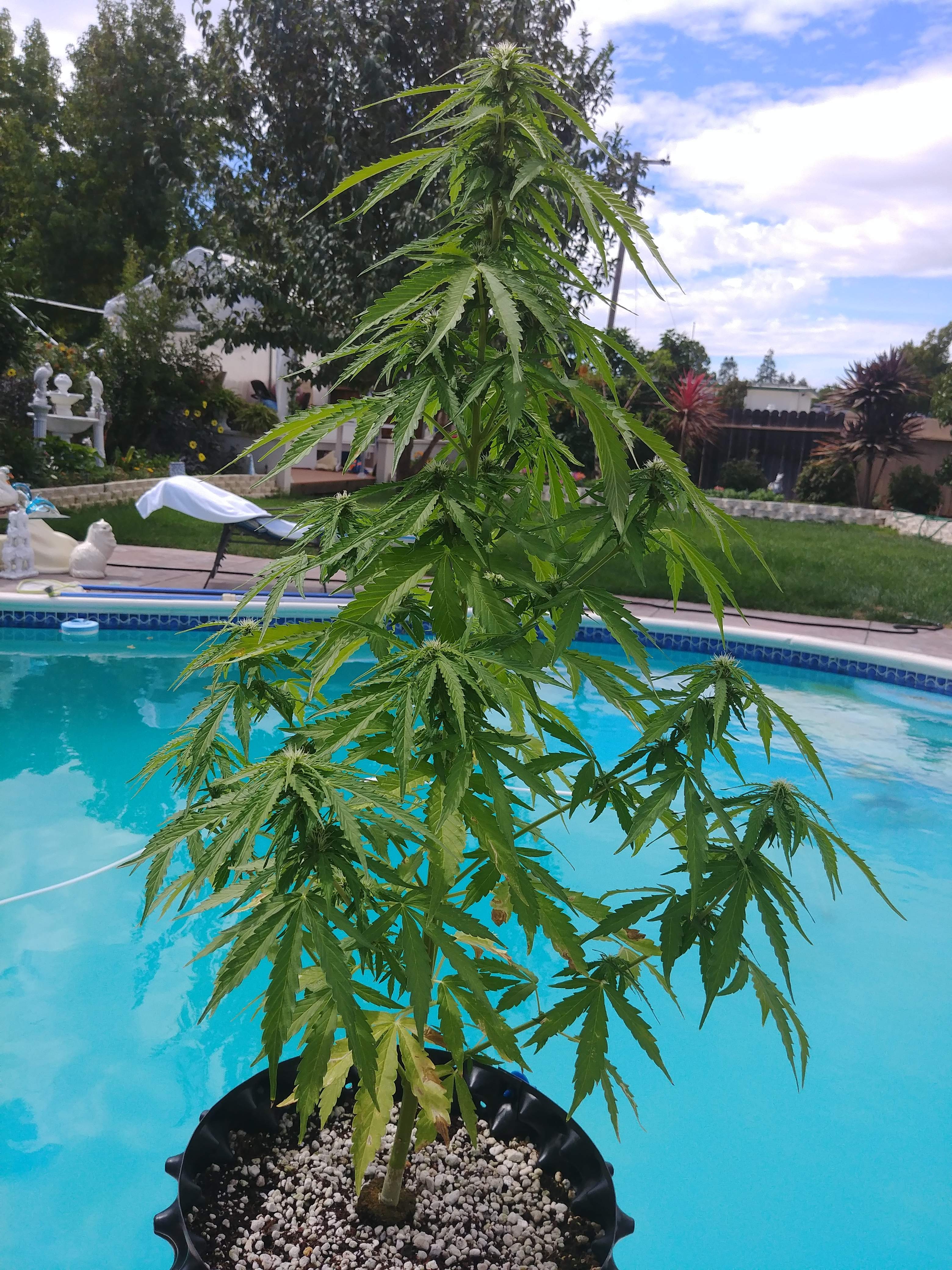 Dutch Passion Auto Mazar grow journal week9 by DeathEvil - GrowDiaries