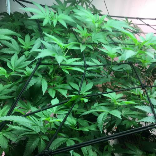 Custom Breeder & Strain GG4 grow journal by Dollie - GrowDiaries