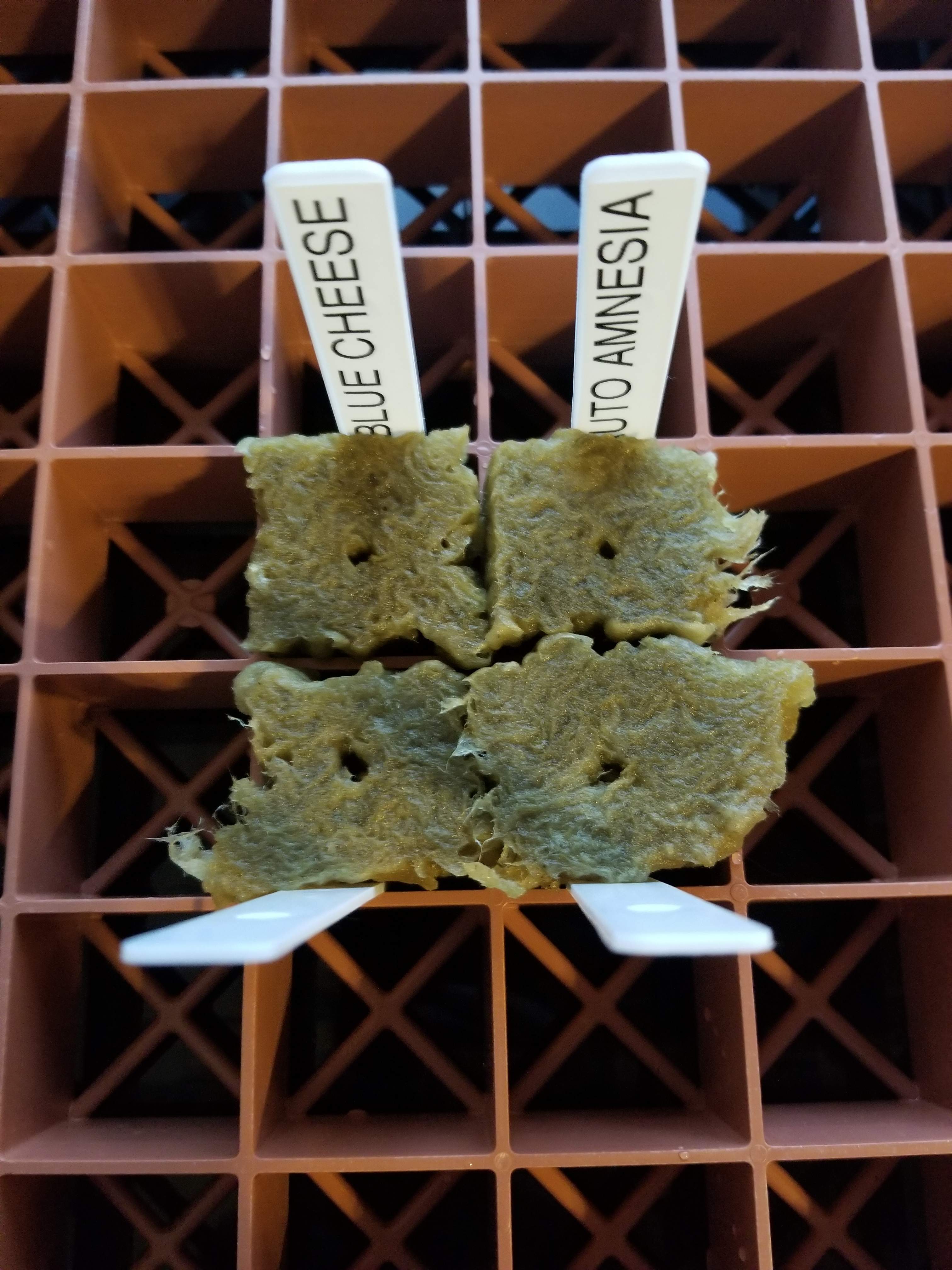 Canuk Seeds - Bruce Banner grow diary (journal) week1 by CocoGROW ...