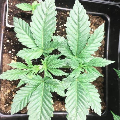 Slurricane IX, Fast Buds Cream Cookies Auto 2 grow diary (journal) 2 ...