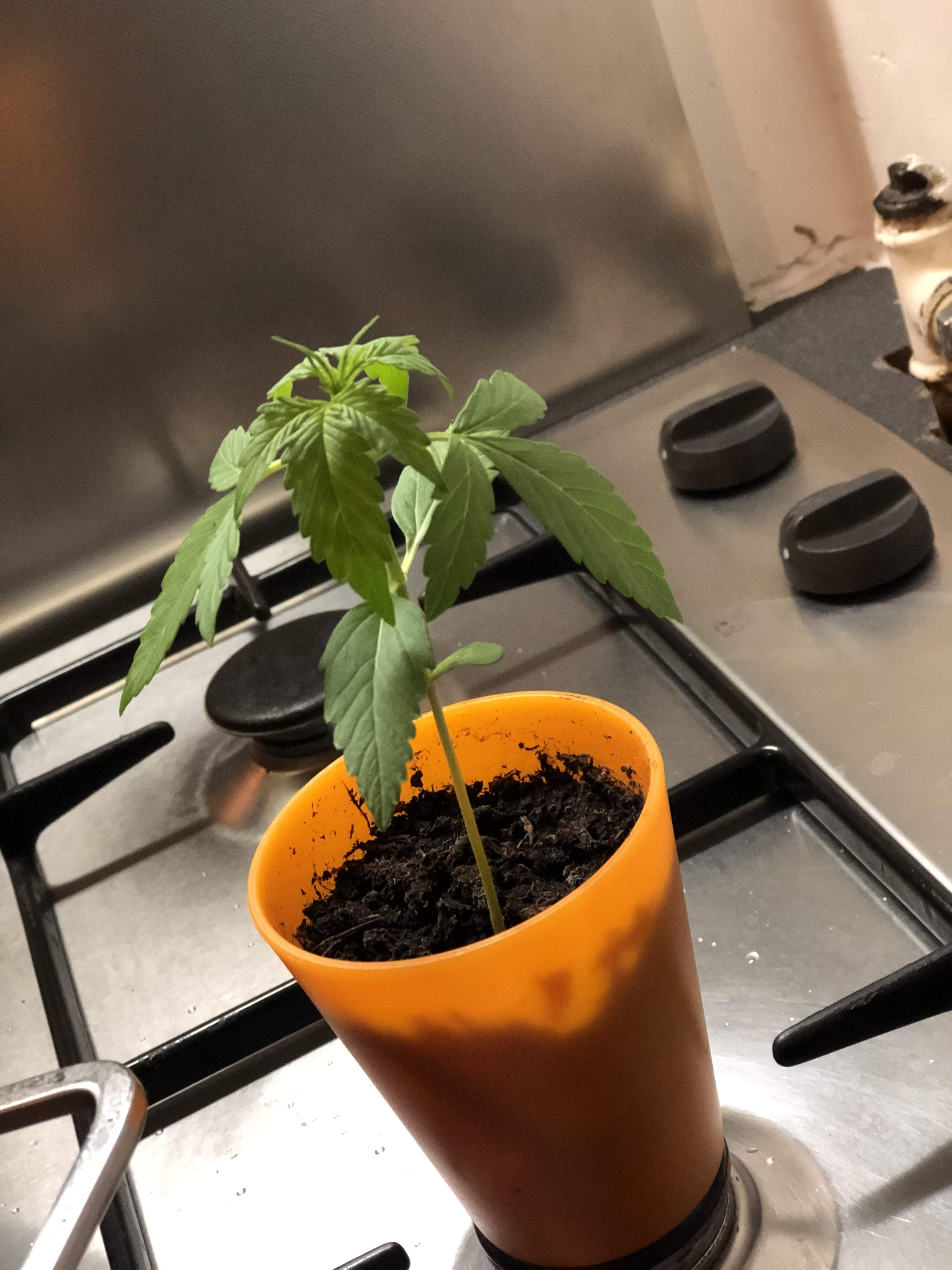 Fast Buds Green Crack Auto grow diary (journal) week3 by levensfiets ...