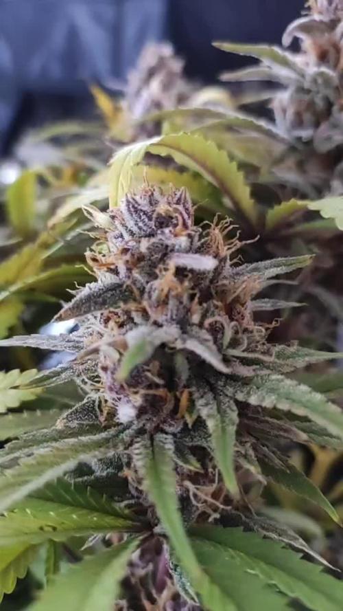 Blueberry Muffin Cannabis Strain Information - GrowDiaries