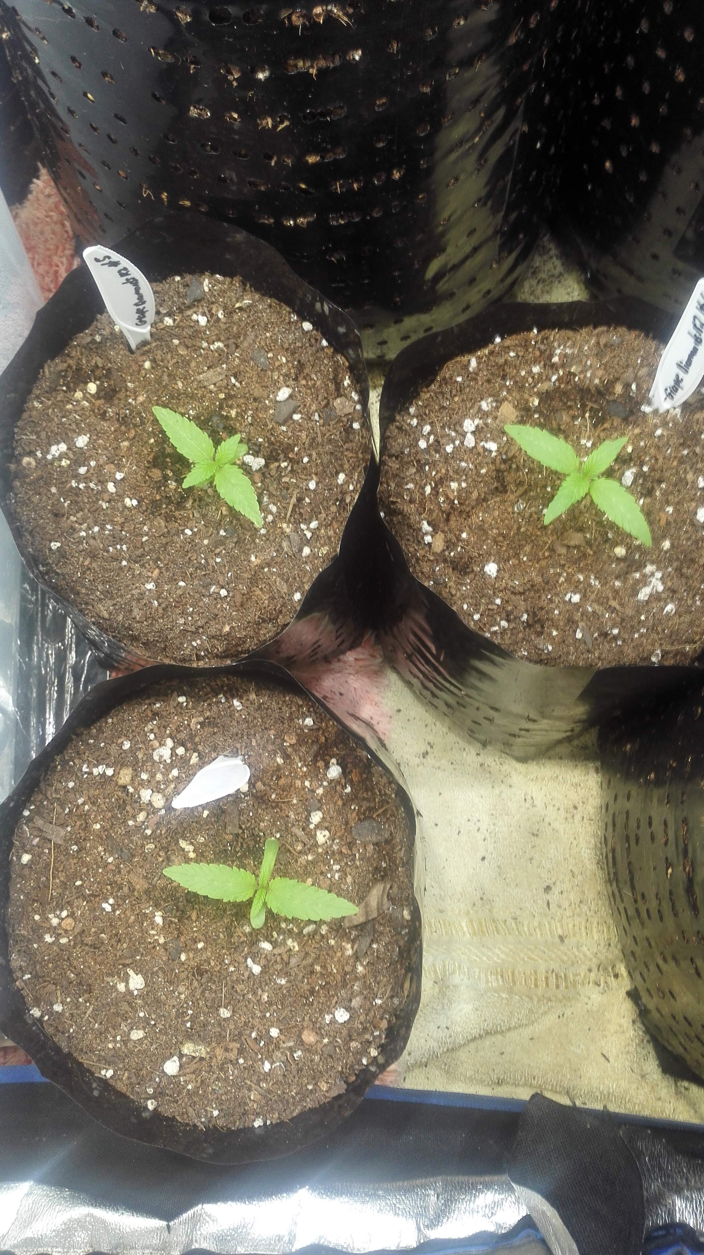 ETHOS Genetics Grape Diamonds R2 grow diary (journal) week2 by Tokologo ...