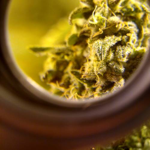 The Cali Connection Strawberry OG grow diary (journal) week8 by ...