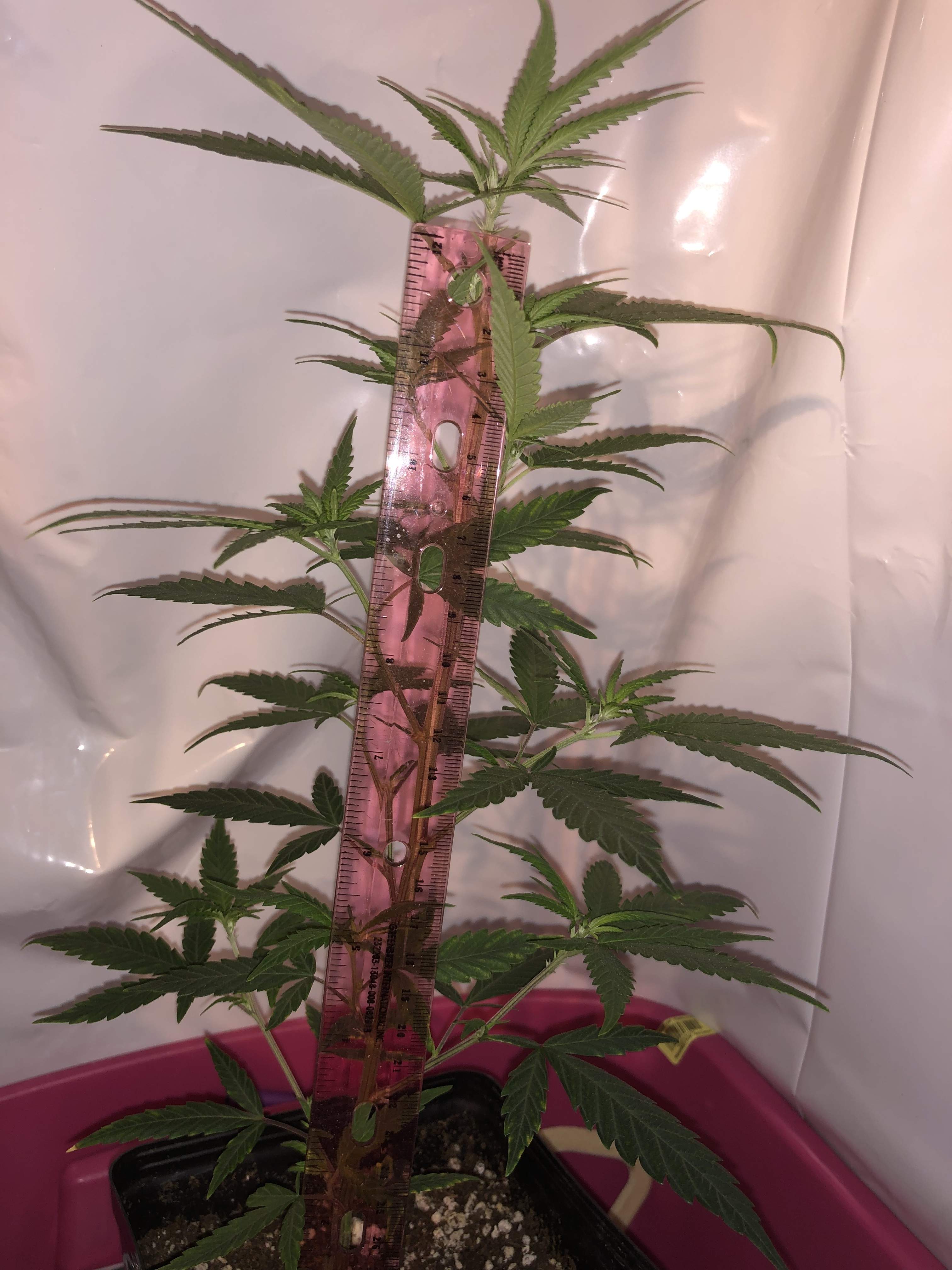 Critical Kush grow diary (journal) week1 by MariChloe - GrowDiaries