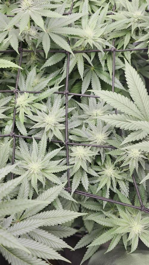 Lemon Cherry Gelato Cannabis Strain Information - GrowDiaries