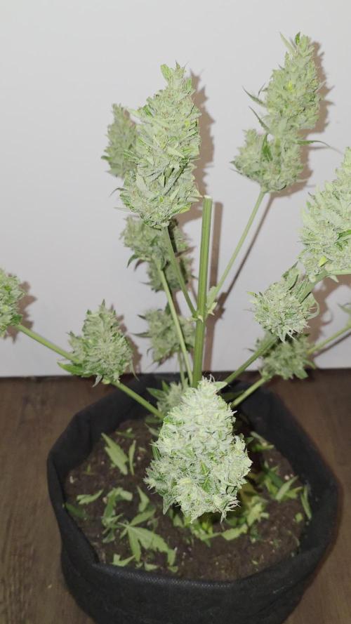 Linda Seeds breeder. Seed bank info - GrowDiaries