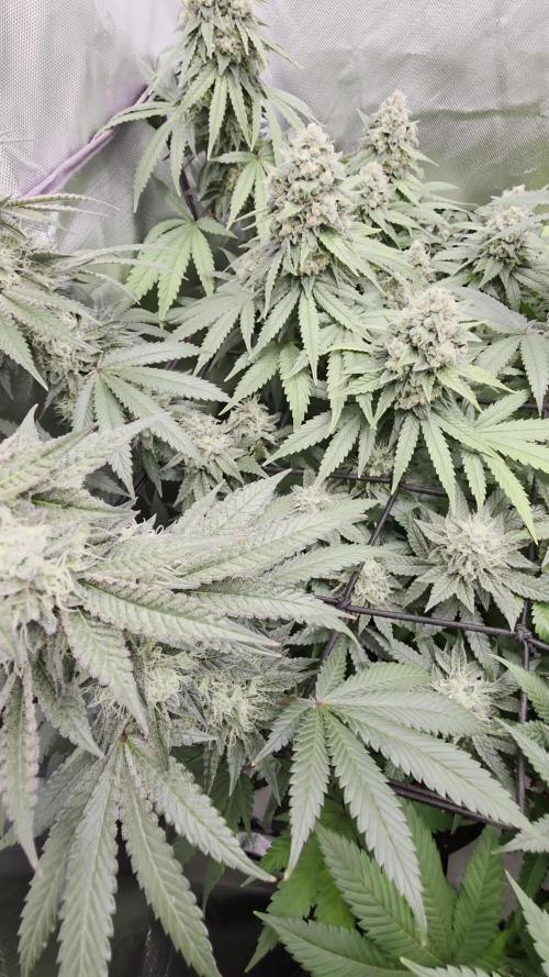 Lemon Cherry Gelato Cannabis Strain Information - GrowDiaries