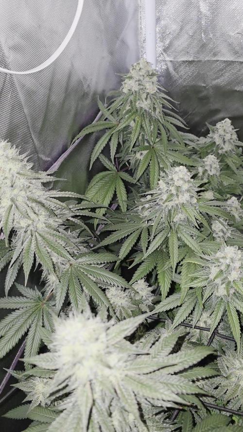 Lemon Cherry Gelato Cannabis Strain Information - GrowDiaries