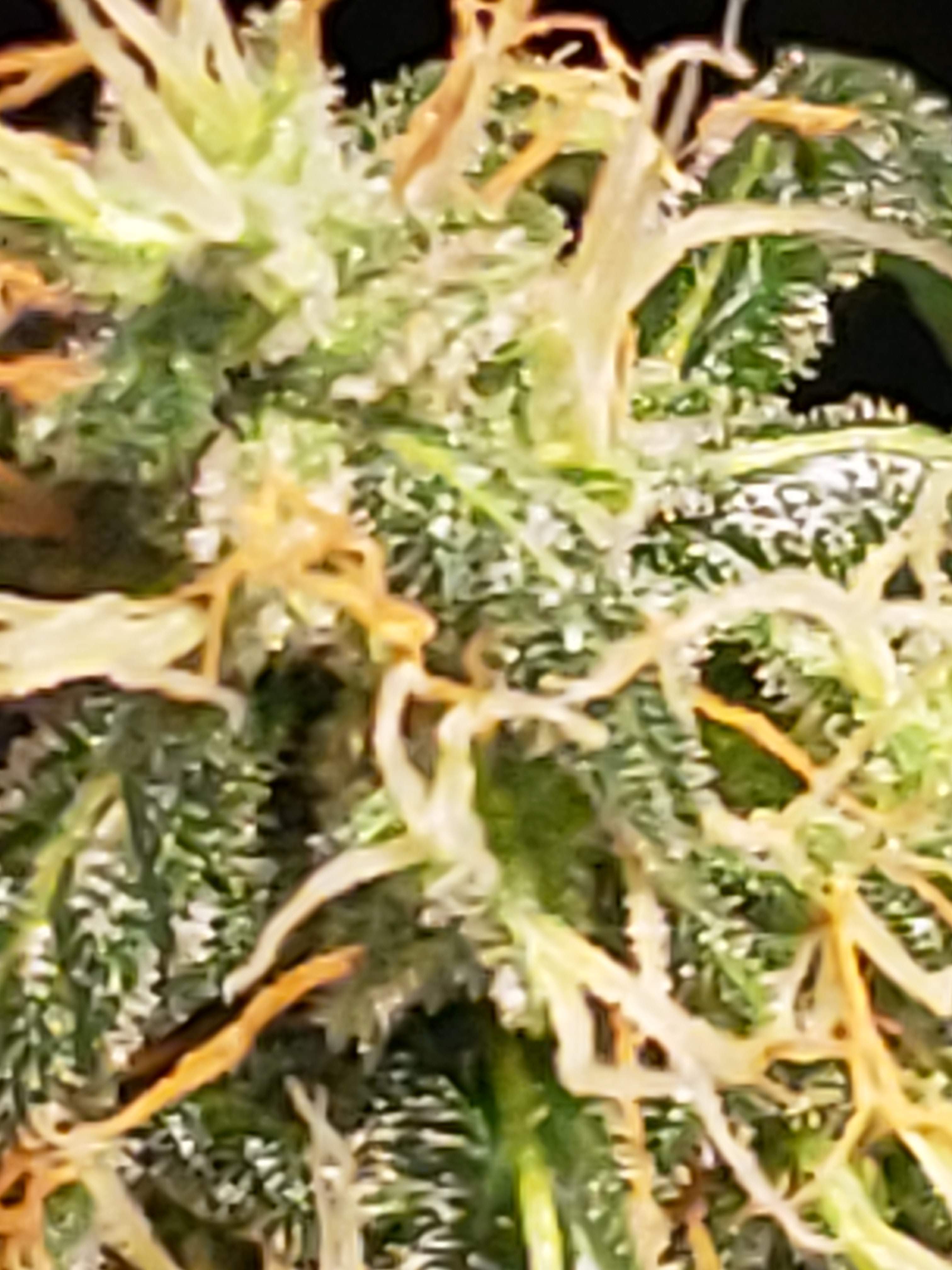 Royal Queen Seeds Purple Queen grow diary (journal) week15 by ...