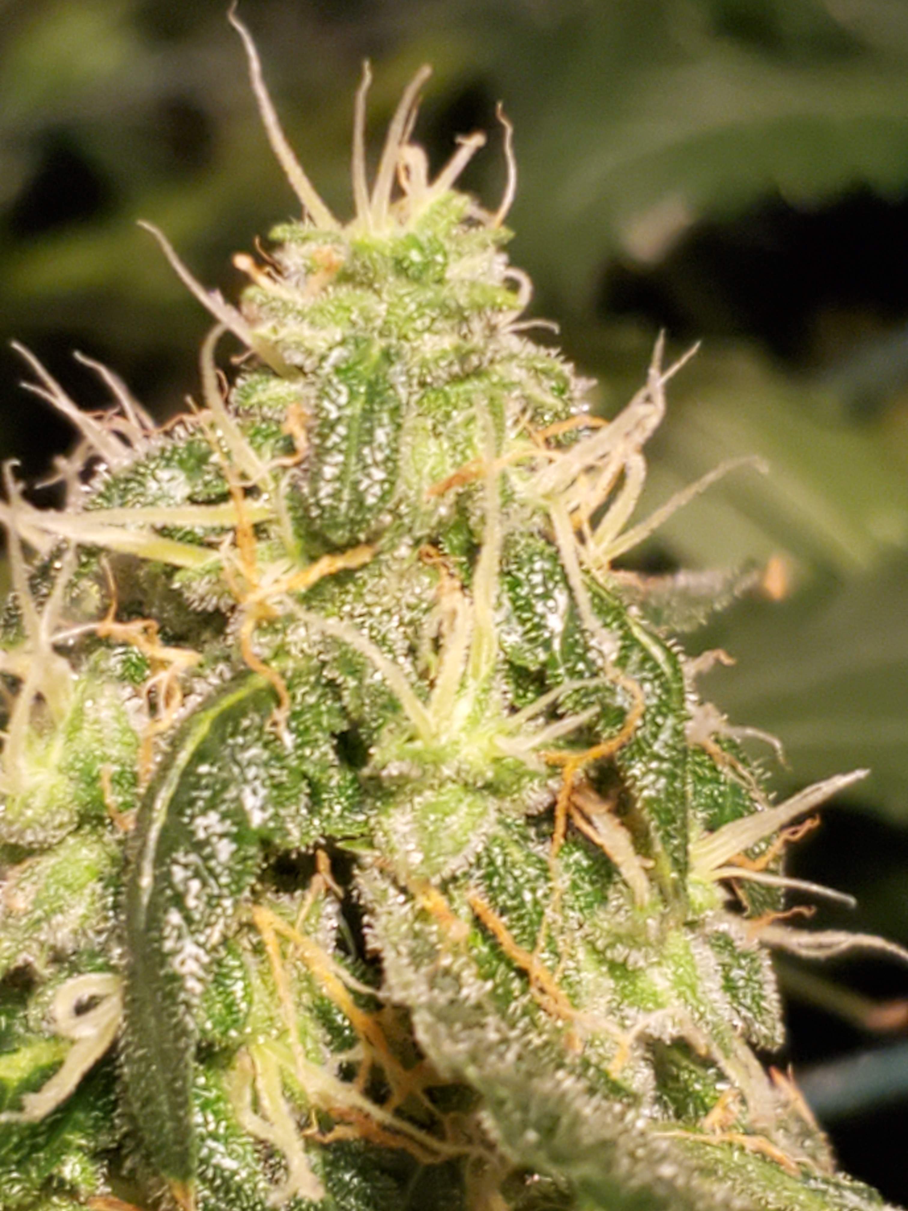 Royal Queen Seeds Purple Queen grow diary (journal) week15 by ...
