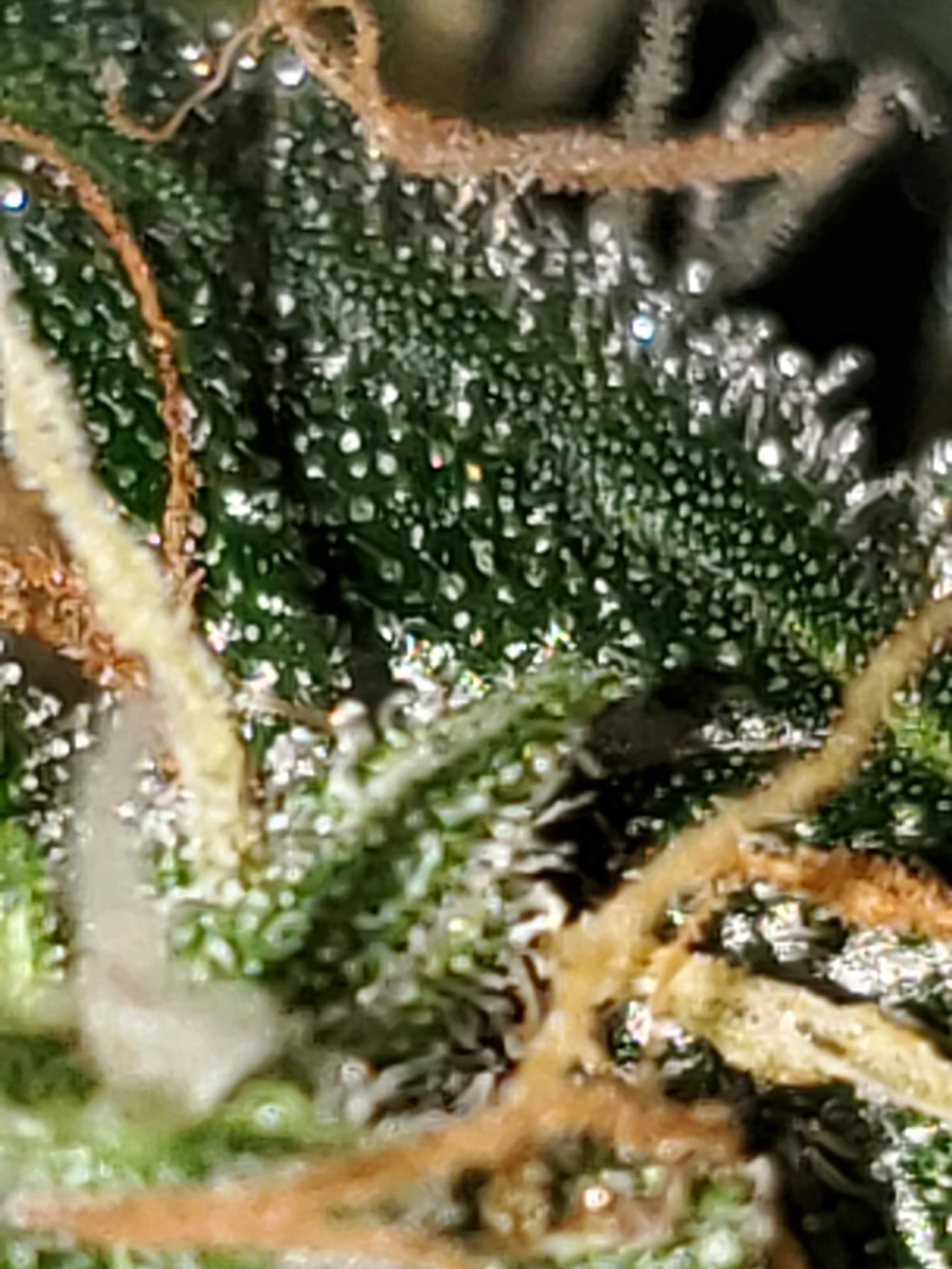 Royal Queen Seeds Purple Queen grow diary (journal) week15 by ...