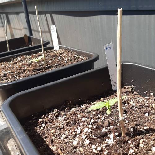 Crystal METH outdoor grow journal by bob420 - GrowDiaries