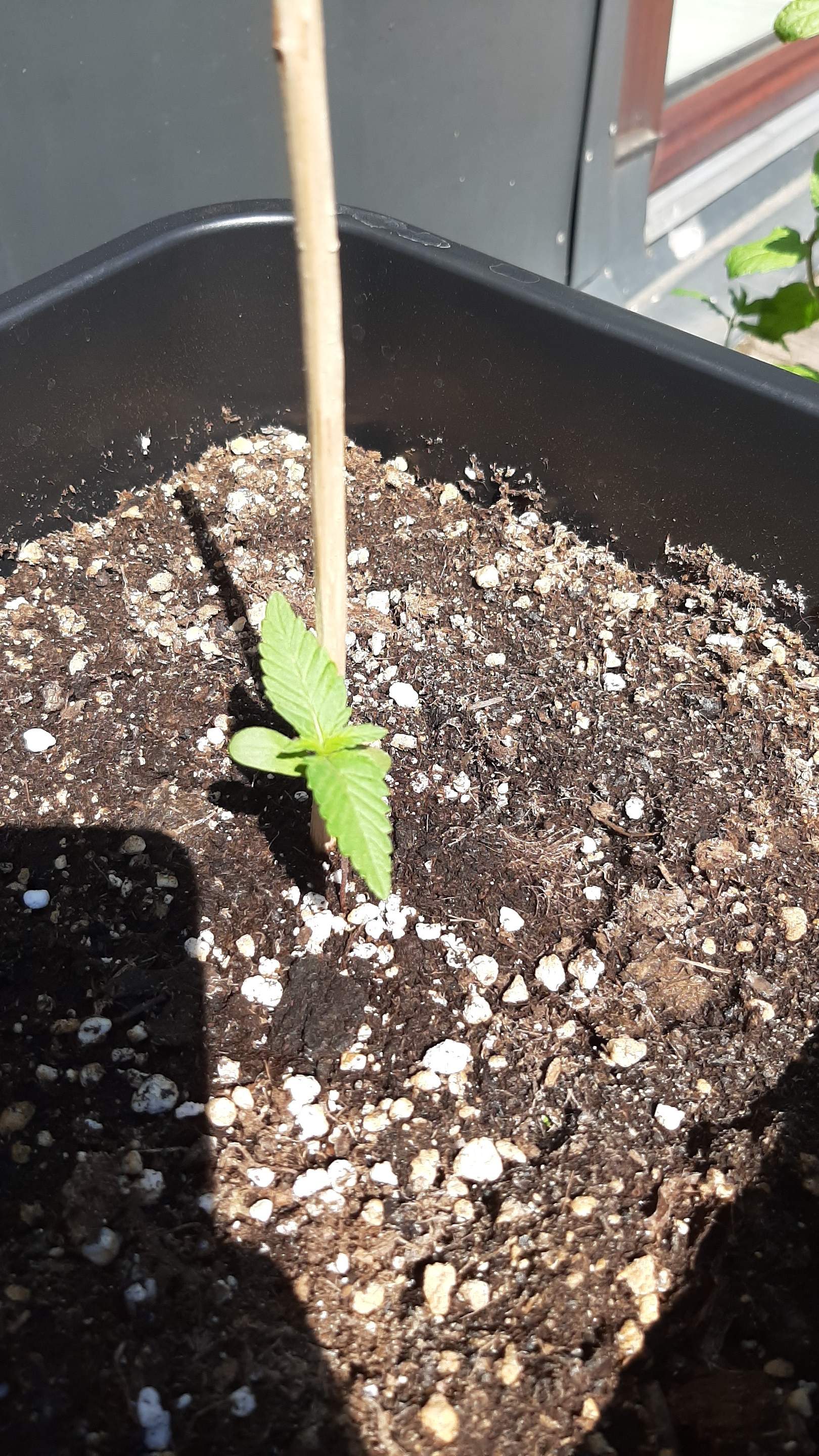 Fast Buds Crystal METH grow diary (journal) week2 by bob420 - GrowDiaries