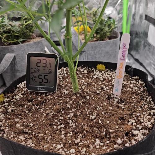 Gorilla Cookies Auto Seeds by Fast Buds - GrowDiaries